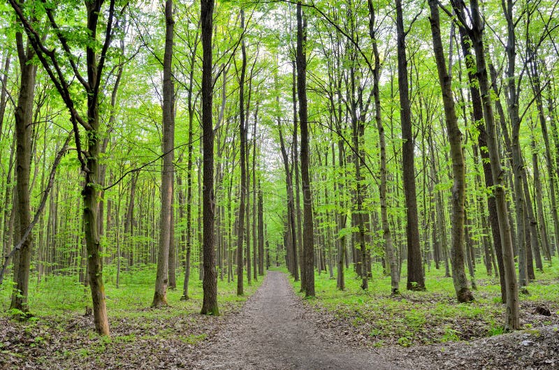A Path among the Tall Green Trees in the Forest Stock Image - Image of ...