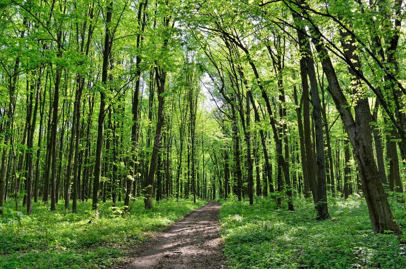 A Path among the Tall Green Trees in the Forest Stock Image - Image of ...