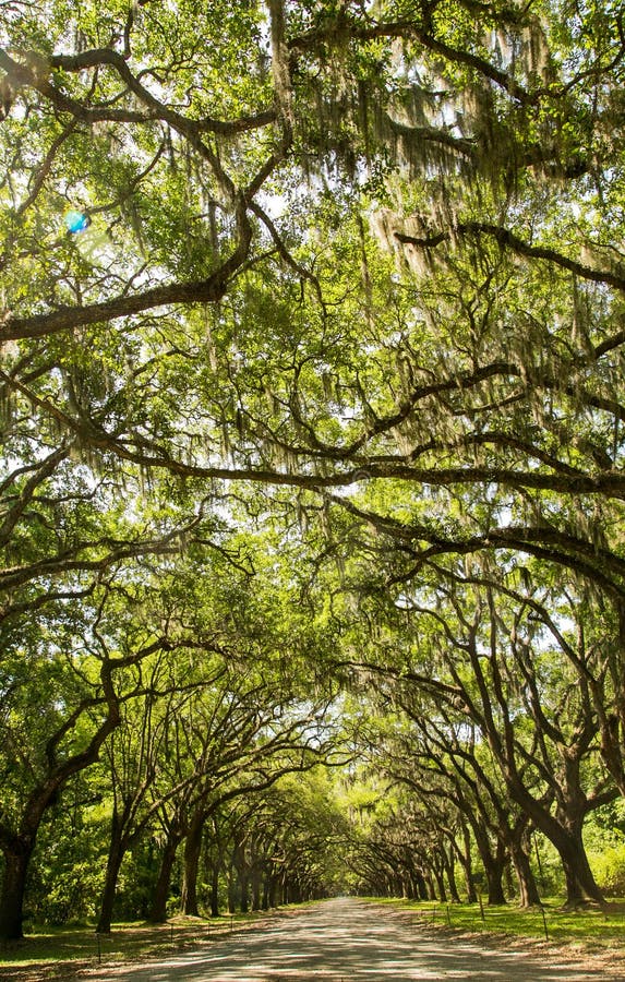 A Path stock photo. Image of pathway, forest, playing - 73341006