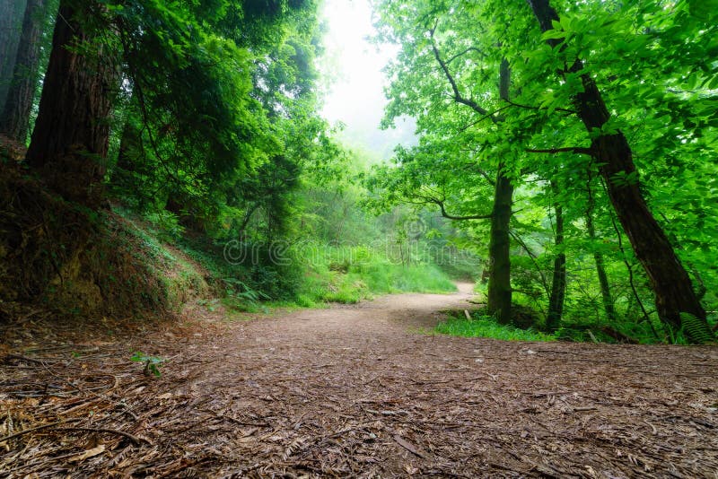 Path between Tall Trees and Clearing in the Forest with Fog Stock Image ...