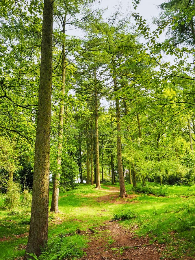 Path through Tall Trees with Fresh Spring Foliage Stock Image - Image ...