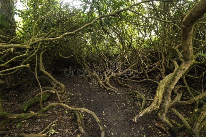 Path through the Tangle Trees Stock Photo - Image of entwined, tangled ...