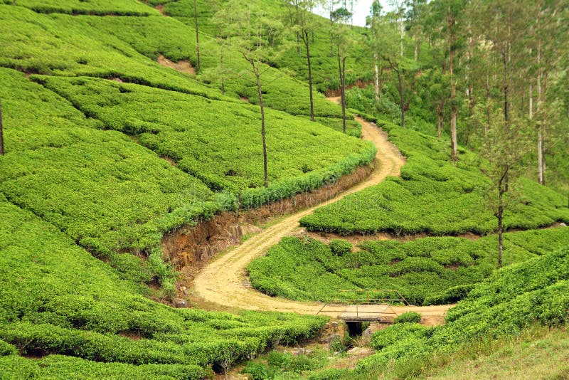 Path in tea plantation stock photo. Image of country - 39056128
