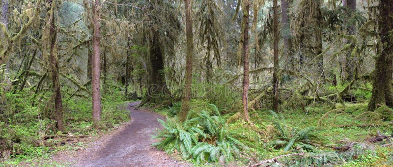 Path in Temperate Rainforest Stock Image - Image of giant, hiking: 33221717
