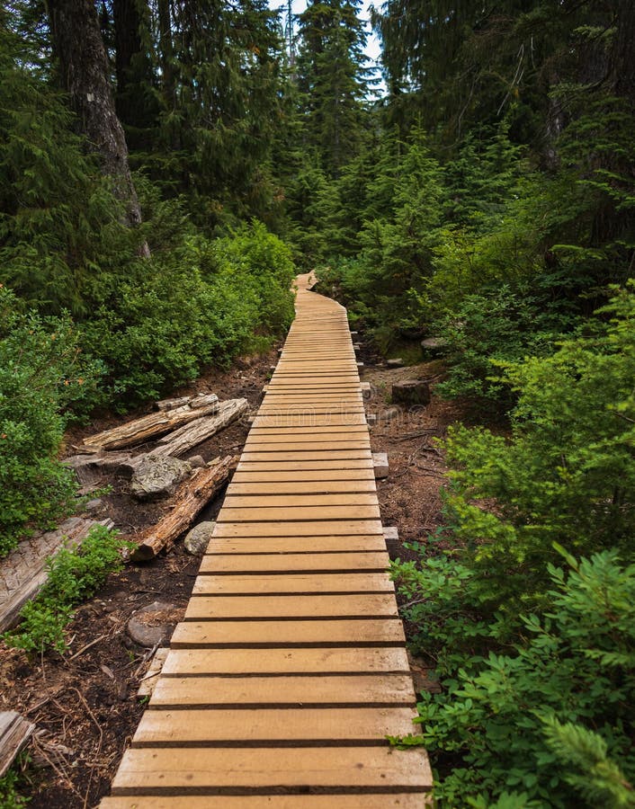 Winding Boardwalk through Tall Grass Stock Image - Image of path ...