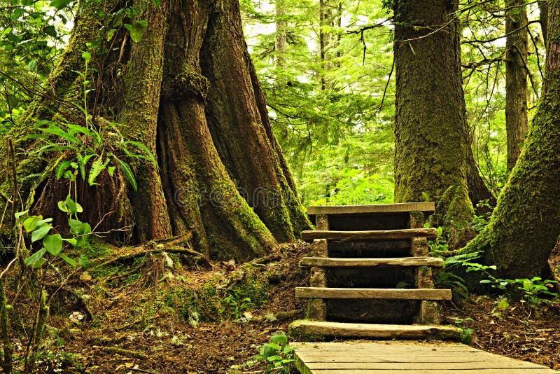 Path in Temperate Rainforest Stock Image - Image of giant, hiking: 33221717
