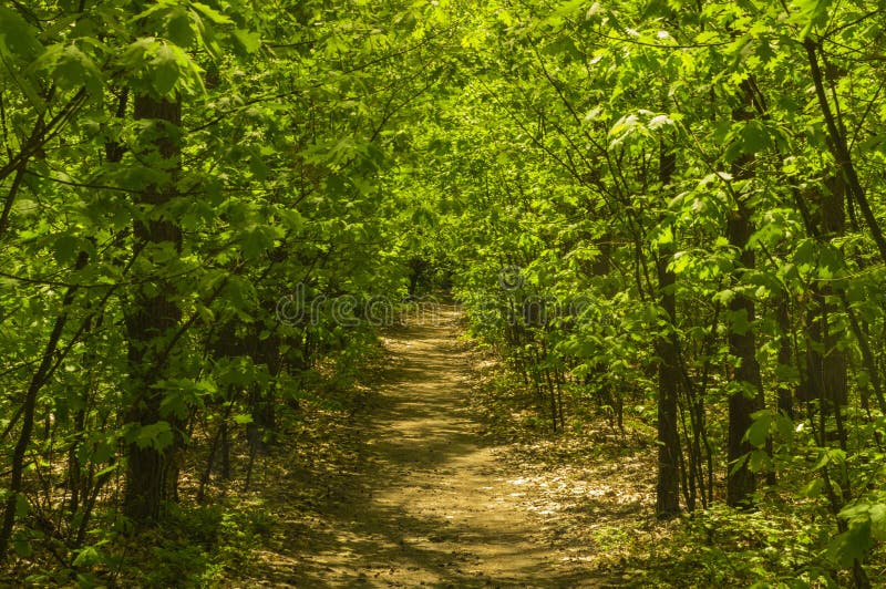 Path in forest stock image. Image of vegetation, hike - 247411099