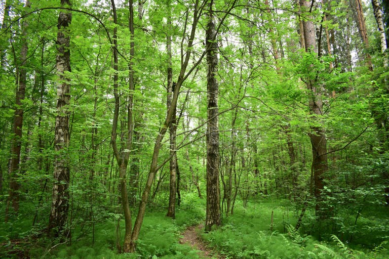 29,981 Thick Forest Trees Stock Photos - Free & Royalty-Free Stock ...