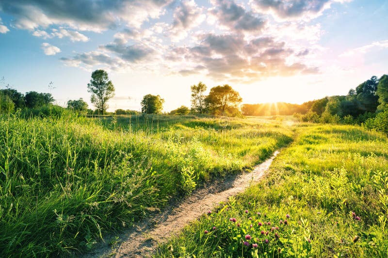 Path in the Thick Grass To Sun Stock Image - Image of summer, color ...