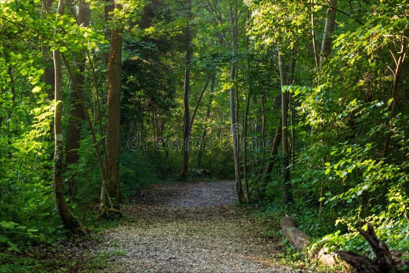 Path among the Thick Green Vegetation of a Natural Biotope. Stock Photo ...