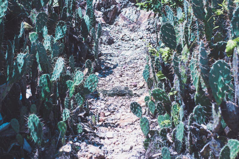 Path between Thickets of Cacti Stock Image - Image of nature, exotic ...