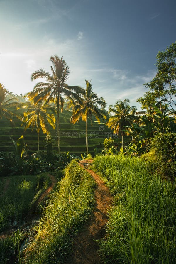 Path Throught Indonesian Rice Fields Stock Image - Image of farm ...