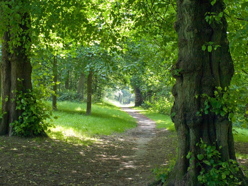 Path through Trees stock image. Image of horticulture - 31351319