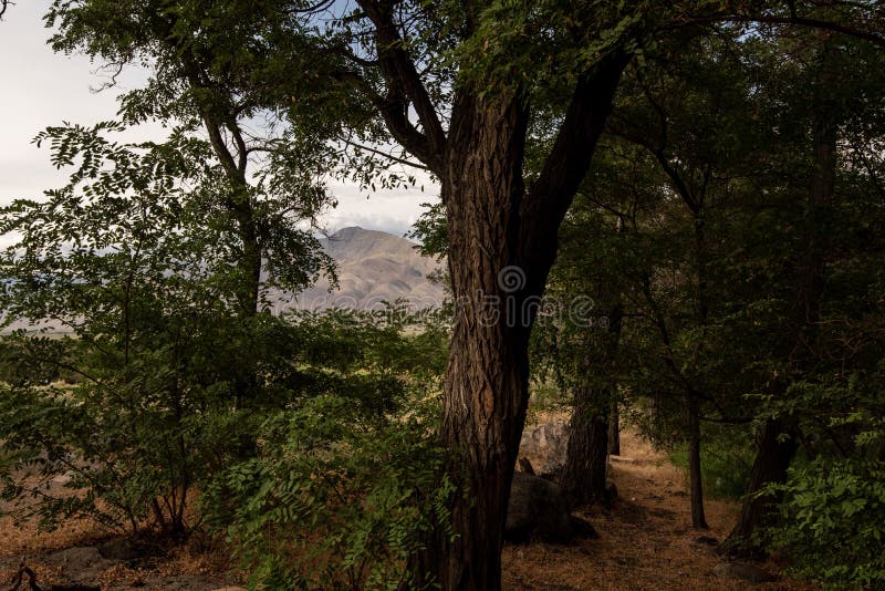 Path Thru Trees and Distant Mountain Range Stock Photo - Image of ...
