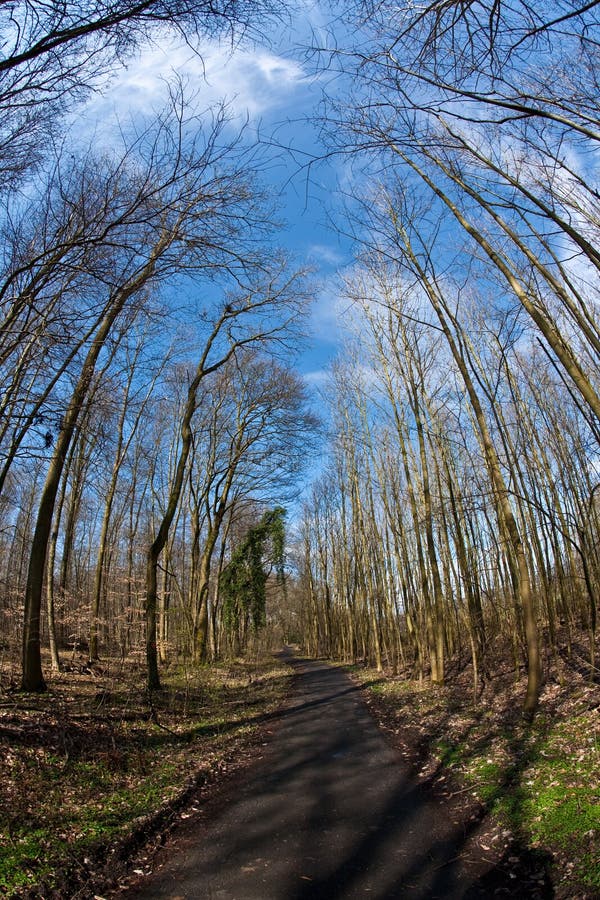 Path Thru Wood and Spring Tree Crowns on Deep Blue Sky Stock Photo ...