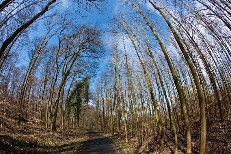 Path Thru Wood Spring Tree Crowns Stock Photos - Free & Royalty-Free ...