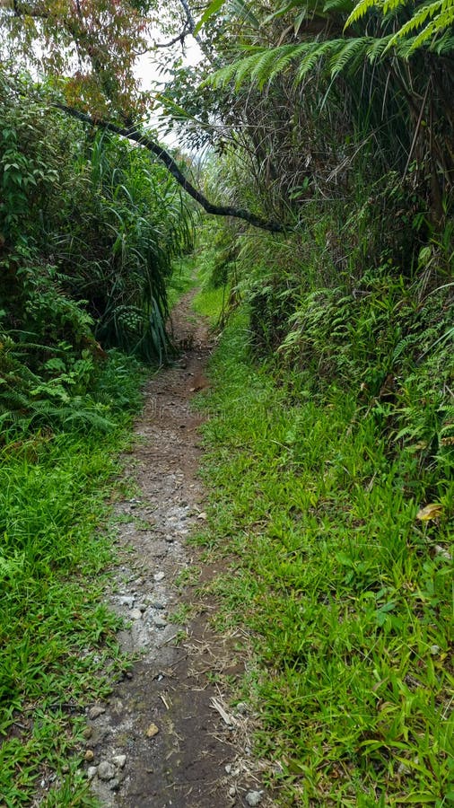 The Path To or Back from the Top of Mount Mahawu Stock Photo - Image of ...