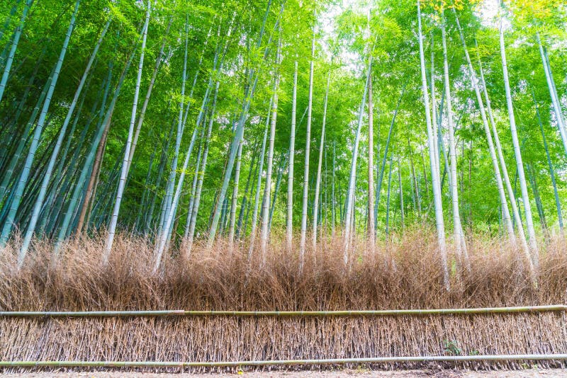 Path To Bamboo Forest at Arashiyama in Kyoto. Stock Photo - Image of ...