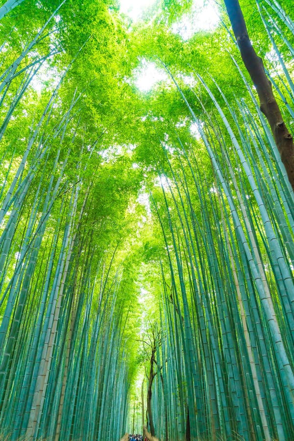 Path To Bamboo Forest, Arashiyama, Kyoto, Japan Editorial Image - Image ...