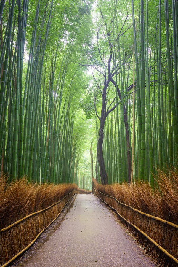 Path To Bamboo Forest, Arashiyama, Kyoto, Japan Stock Image - Image of ...