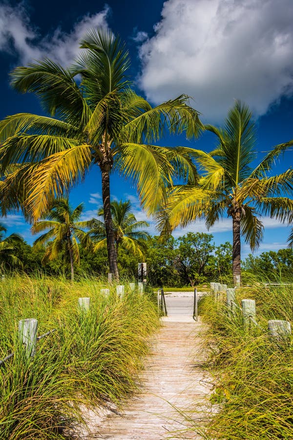 Path To the Beach and Palm Trees at Smathers Beach, Key West, Fl Stock ...