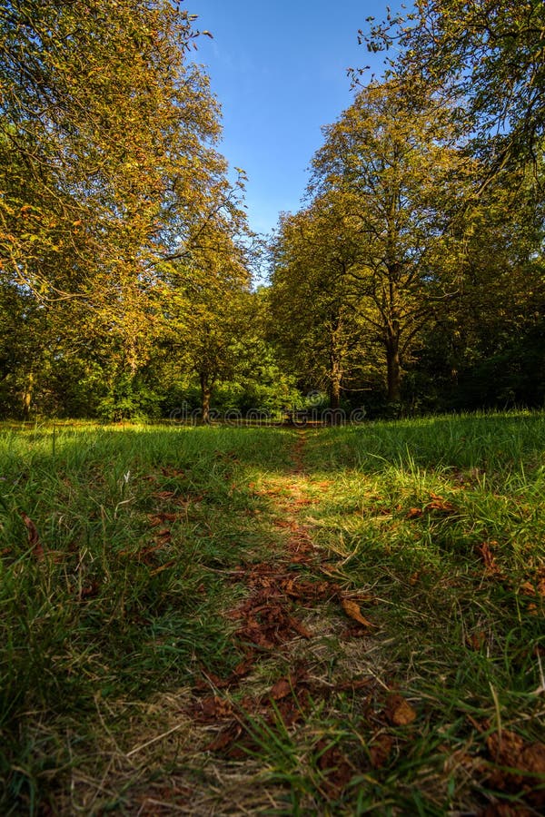 Path to a calm bench stock photo. Image of white, plant - 100474744