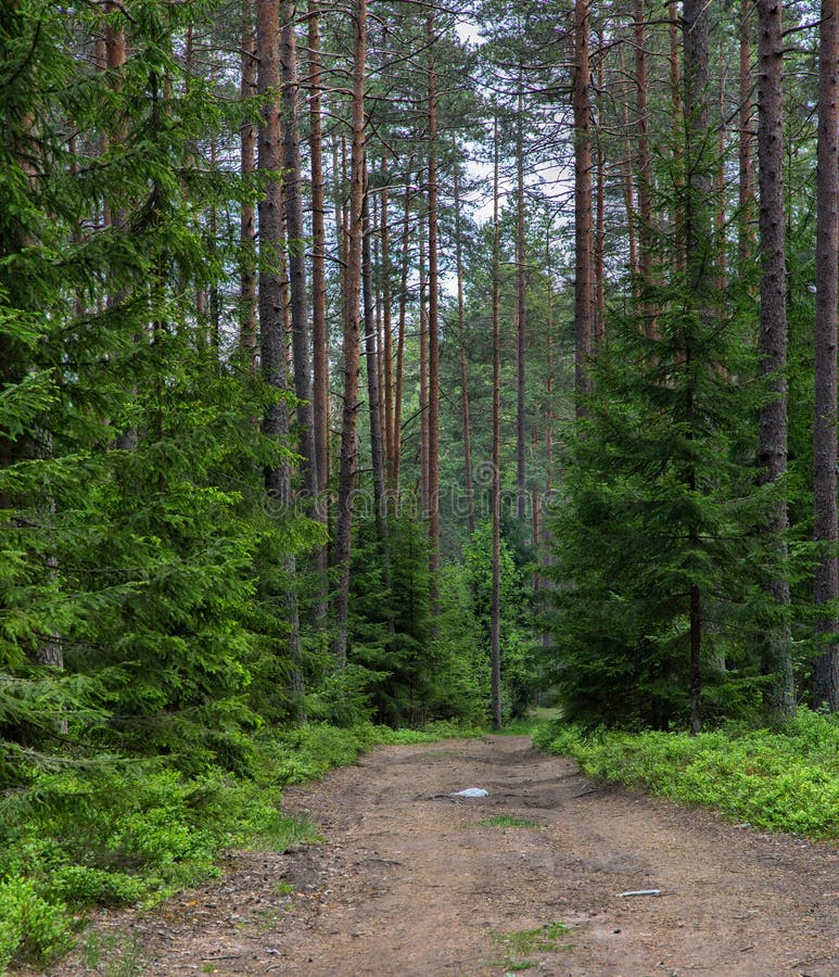 Path To Dark Green Fir Forest Stock Image - Image of forest, green ...