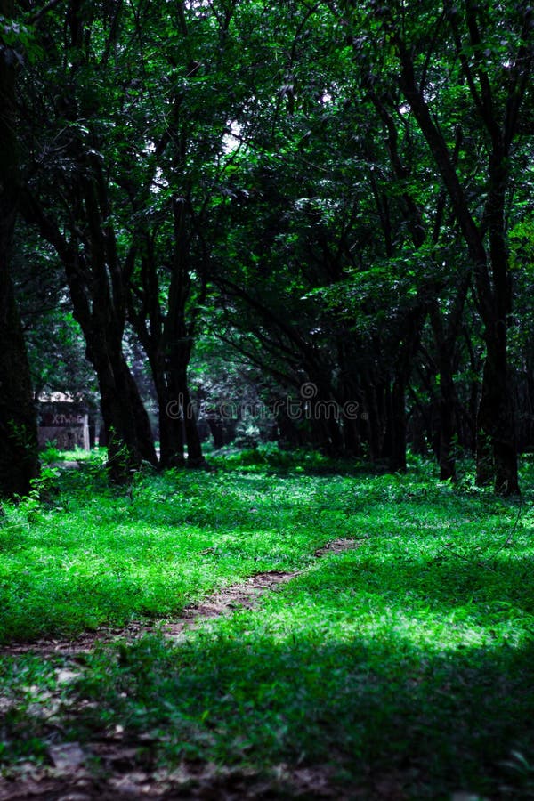 A path to darkness stock photo. Image of darkness, menuju - 206293546