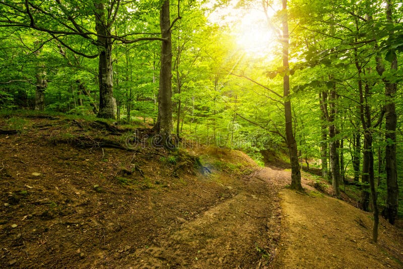Path in To Deep Ancient Forest Stock Image - Image of green, clear ...