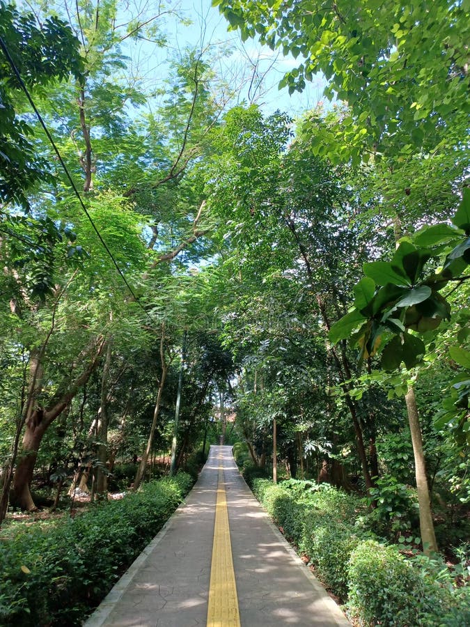 Way to explore the forest stock photo. Image of trees - 264237330