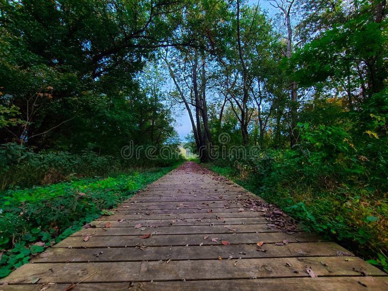 Path to Fairyland stock image. Image of jungle, lawn - 247282049