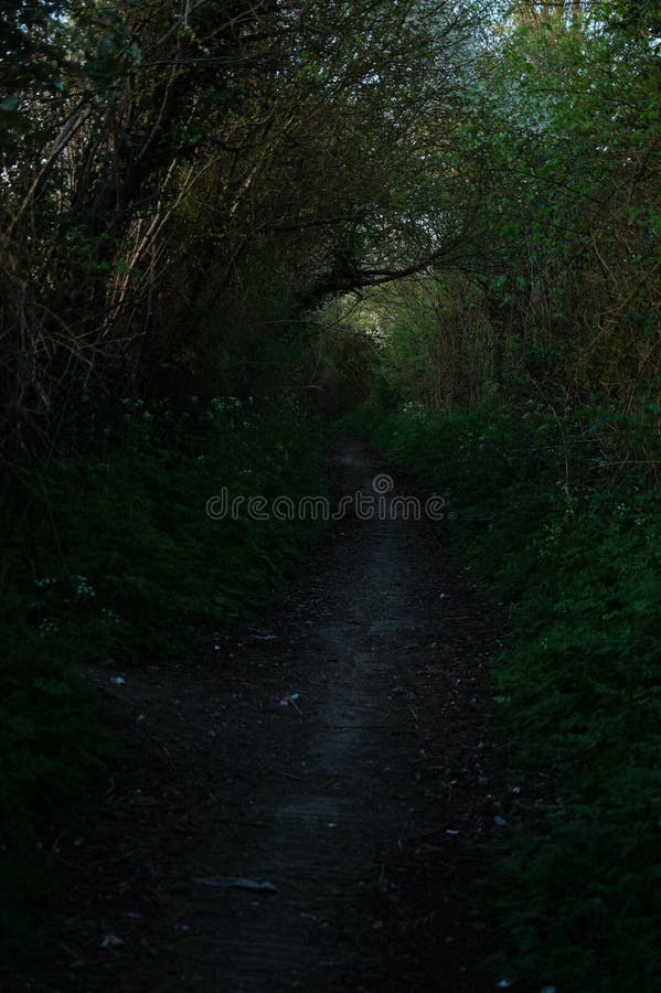 Path To Fields Surrounded by Tree Stock Image - Image of colourful ...