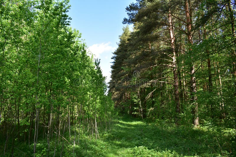 The Path To the Fluffy Pine Forest Tall Coniferous Trees.Green Grass ...