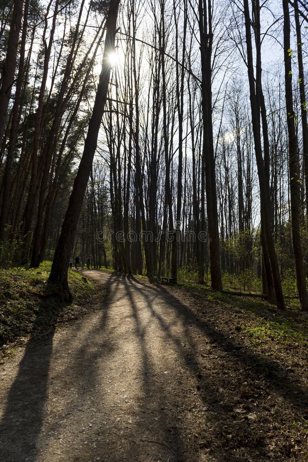 Path To the Forest in the Morning, Trees Stock Image - Image of season ...