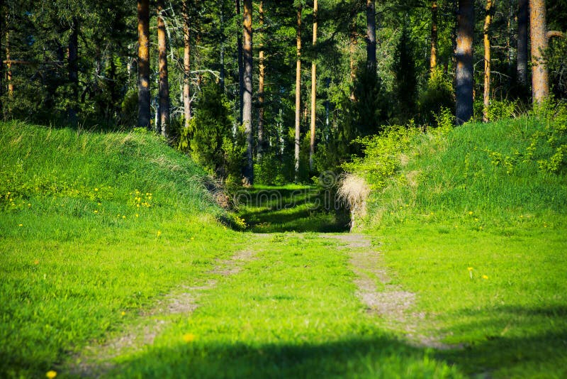 Path to forest stock image. Image of pine, outdoor, spring - 31252935