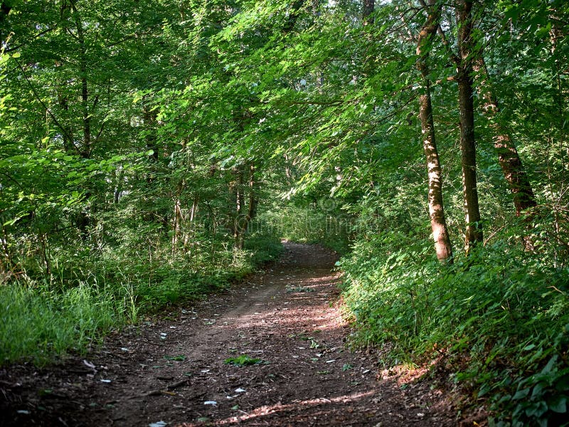 Path to the green forest stock image. Image of green - 121956693