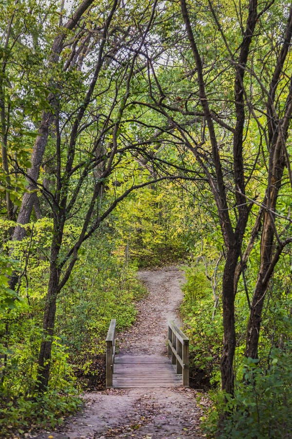Path to Greenery stock photo. Image of jungle, water - 60449638