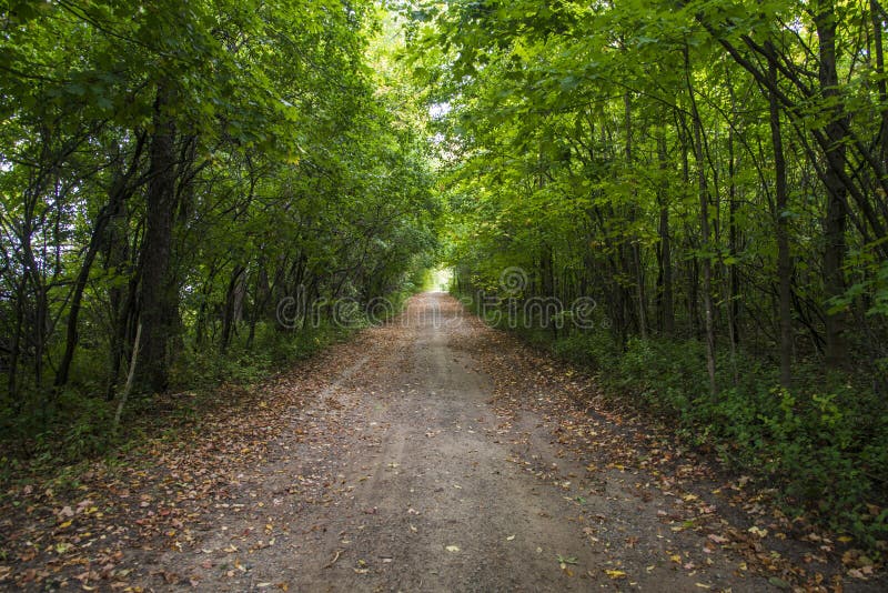 Path to light stock photo. Image of road, green, environment - 117793428