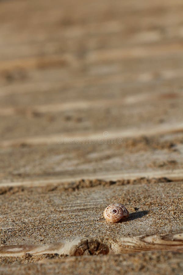 The path to a lonely shell stock image. Image of path - 54619355