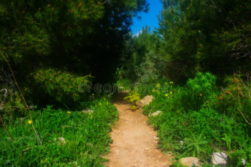 Path to the Magical Garden stock image. Image of hiking - 145373259