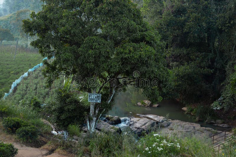 Rock, Tree, Path, Forest Picture. Image: 115806301