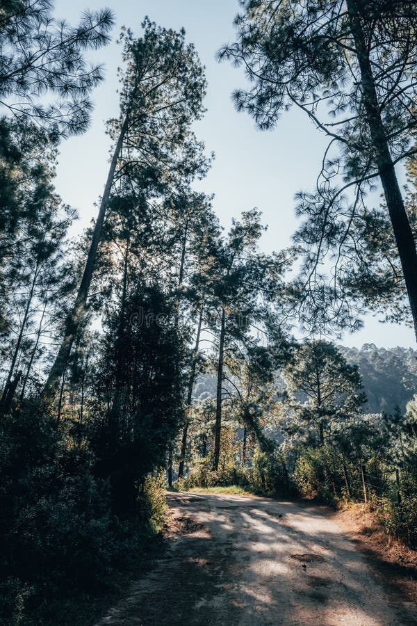 Path To the Mountain, with Pine Trees, the Sunset Falling, and the ...