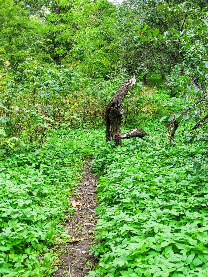Piece of Old Tree in the Grass Stock Photo - Image of tree, broken ...
