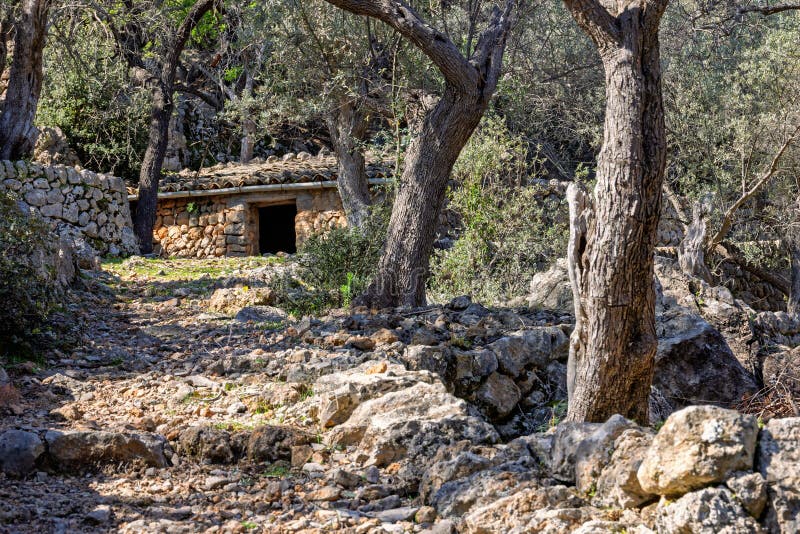 Path To an Old Stone Croft in an Olive Orchard Stock Photo - Image of ...