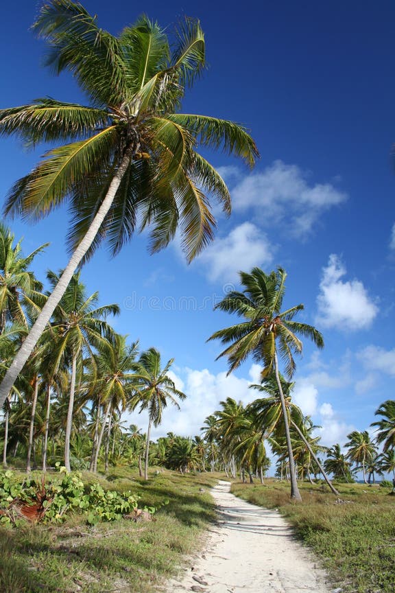 Path to Paradise stock photo. Image of palm, republic - 1963886