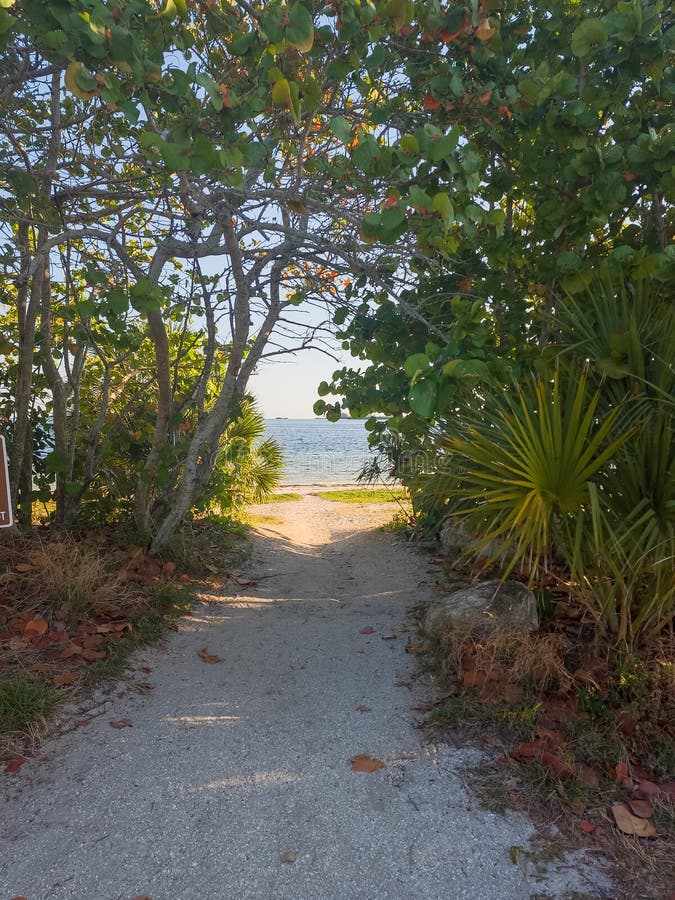 Path to Paradise stock photo. Image of road, forest - 247120306