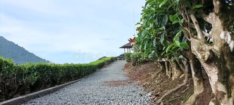 A Path To a Place in a Tea Garden Stock Image - Image of grass, soil ...