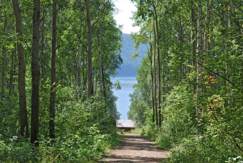 Path to the river stock photo. Image of summer, wood - 18488478
