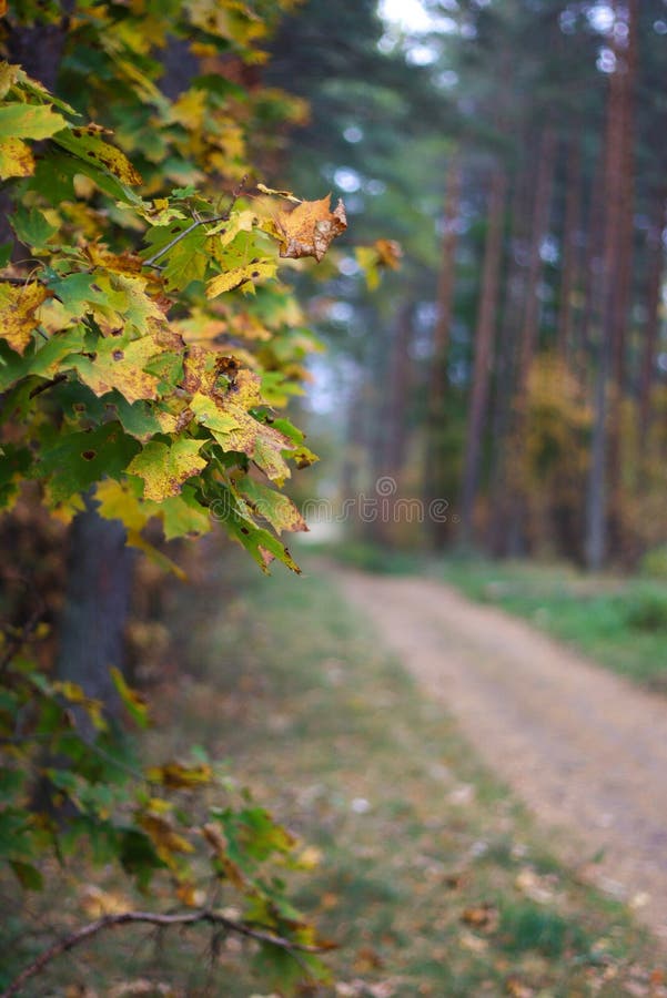 Path to the school stock photo. Image of grove, autumn - 254014186