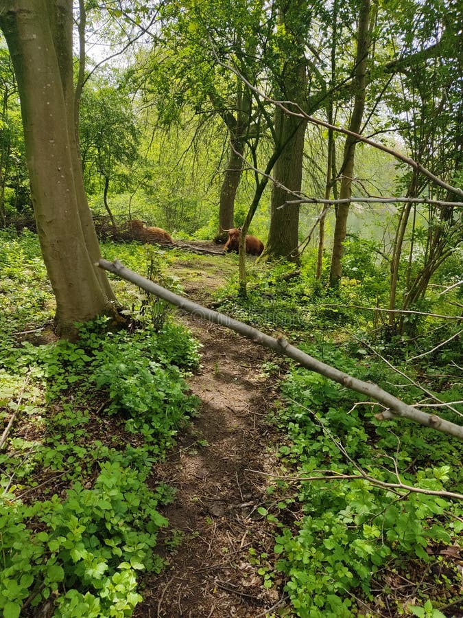Path To the Scottish Cattle Stock Photo - Image of path, forest: 249829062